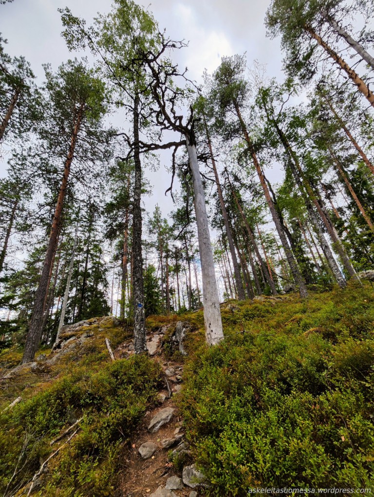 Isojärven kansallispuisto (Kuhmoinen) | Retkeilyä Satakunnassa ja ...