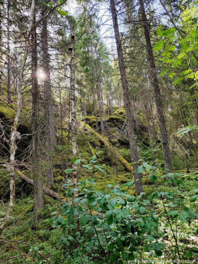 Isojärven kansallispuisto (Kuhmoinen) | Retkeilyä Satakunnassa ja ...